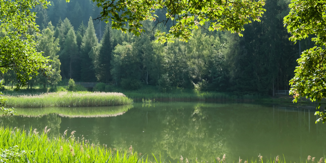 Pond Ecosystem: Types, Food Chain, Animals and Plants - Cotribune