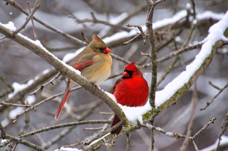 15 Different Types of Land Animals - Cotribune