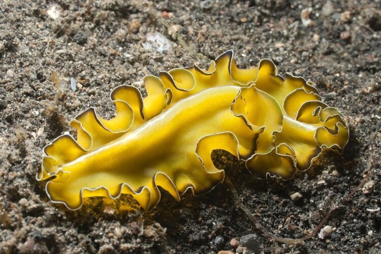 15 Different Types of Land Animals - Cotribune